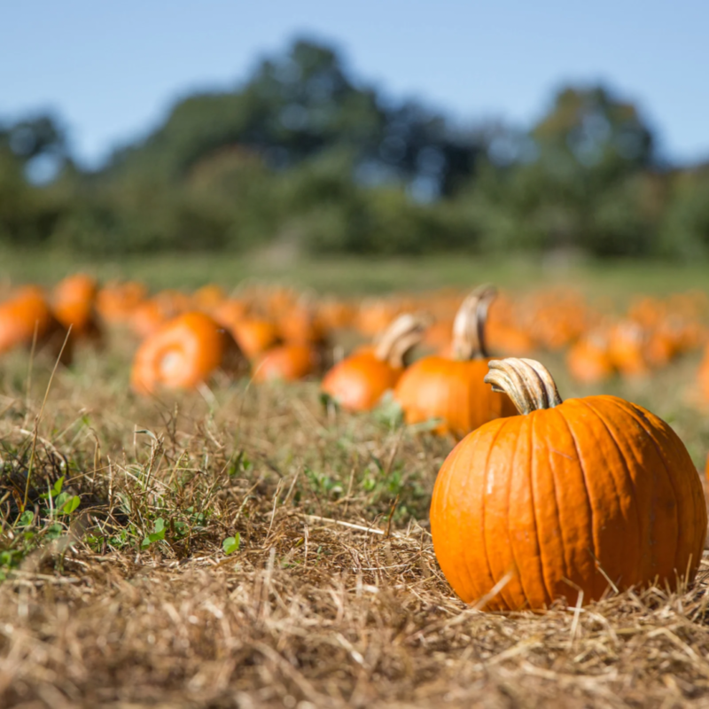 Ultimate Fall Bucket List: 60 Fun Things to do in Autumn